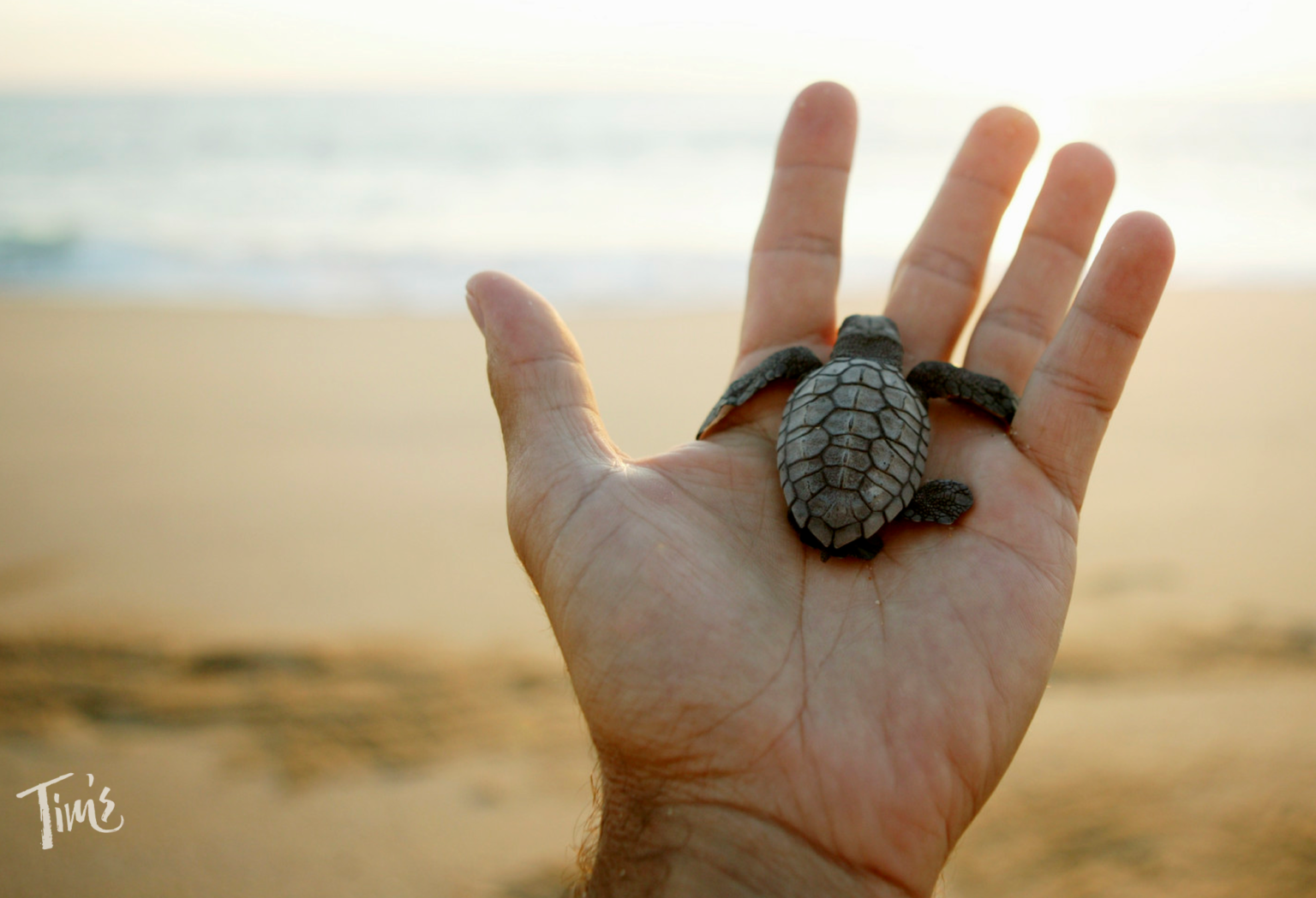 Cancun Baby Sea Turtle Release Season is Here